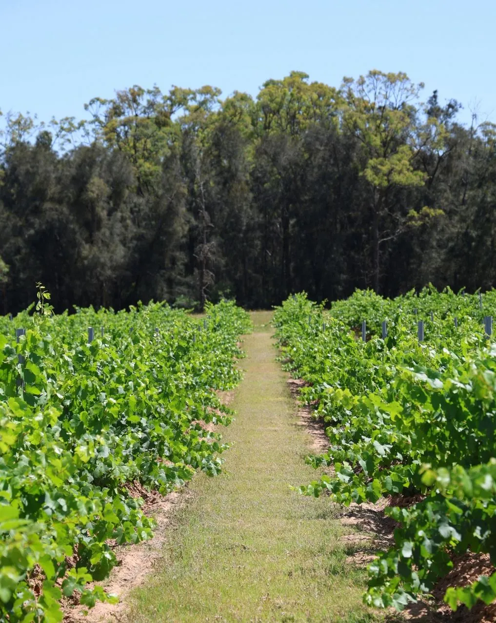 Verdelho Hunter Valley Wine