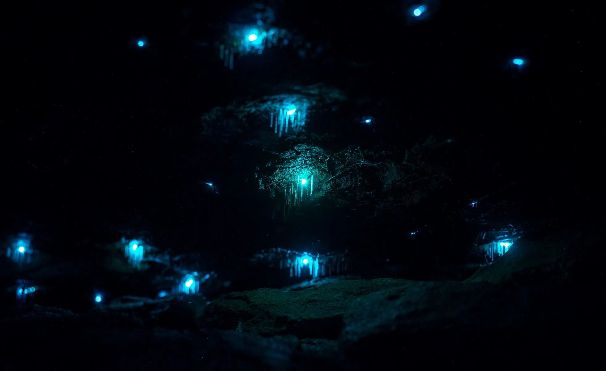 See Glow Worms In The Blue Mountains